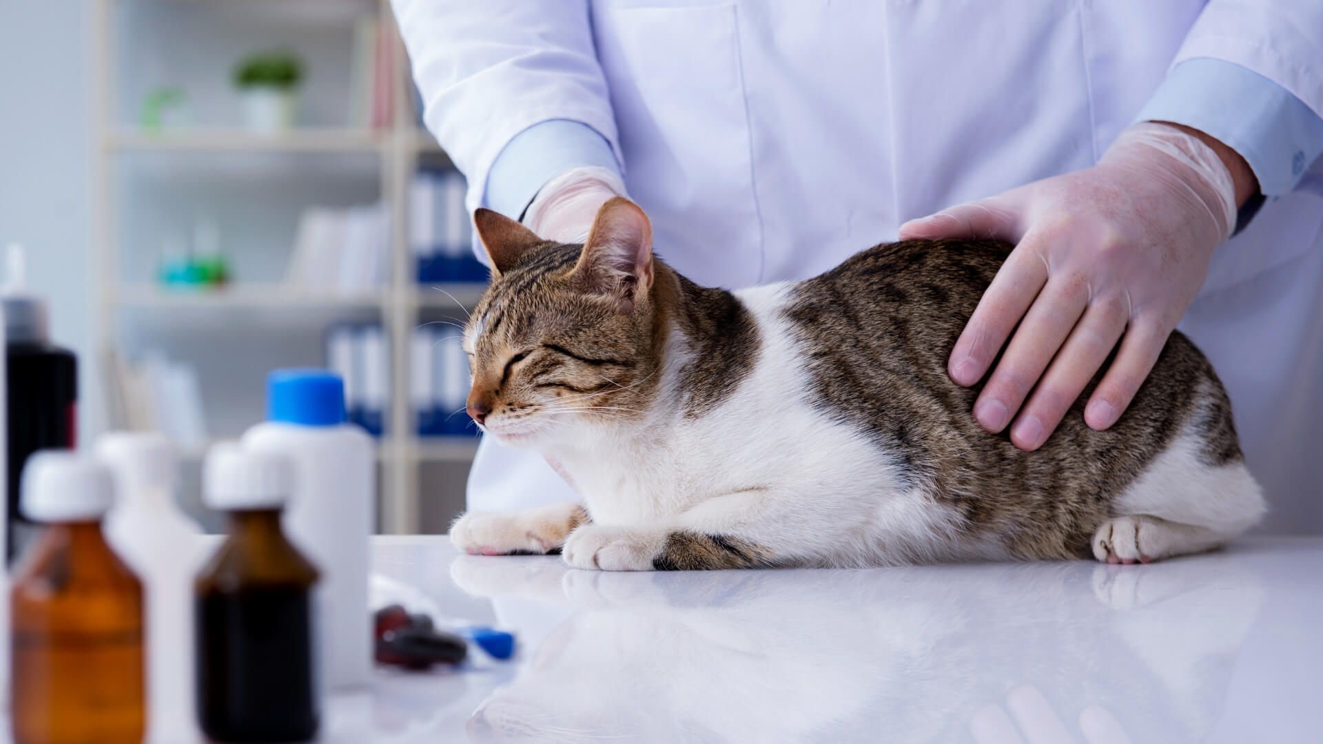 Pet Diagnostics in St. Louis, MO 63104 - St. Louis Veterinary Center