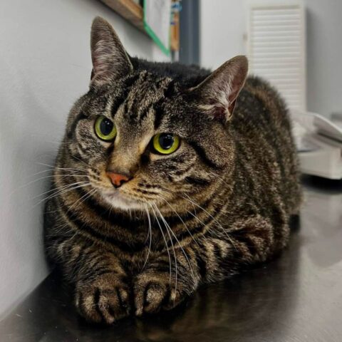 St. Louis, MO 63104 Veterinarian - St. Louis Veterinary Center