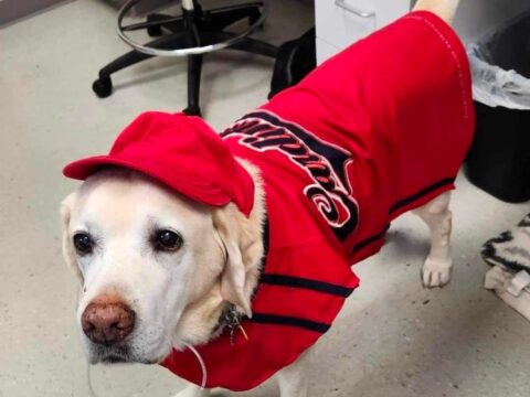 St. Louis, MO 63104 Veterinarian - St. Louis Veterinary Center